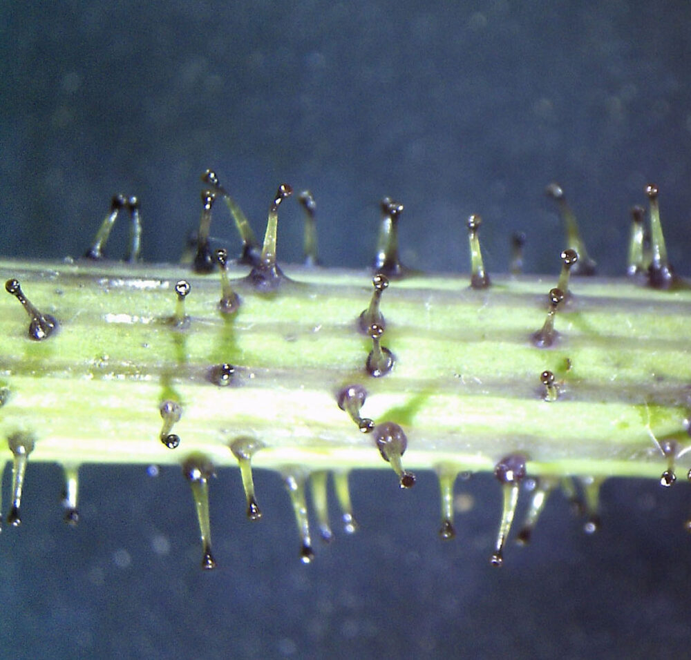 The Amazing Microscopic World Of Plants By Terry Foxx Pajarito 