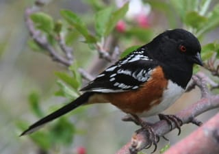 Bird Guide – Pajarito Environmental Education Center