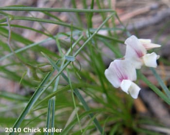 Flower Guide – Pajarito Environmental Education Center