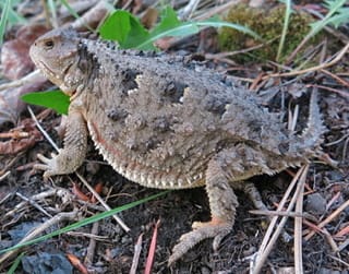 Reptile and Amphibian Guide – Pajarito Environmental Education Center