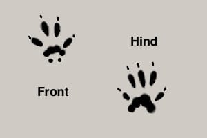 Track Guide – Pajarito Environmental Education Center