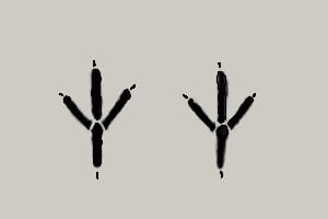 Track Guide – Pajarito Environmental Education Center