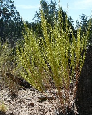 Weed Guide – Pajarito Environmental Education Center