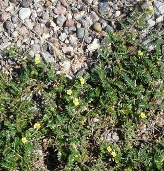 Weed Guide – Pajarito Environmental Education Center