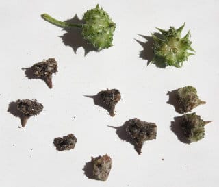 Weed Guide – Pajarito Environmental Education Center