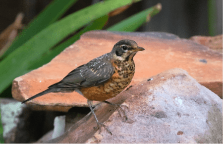 Bird of the Week – The American Robin – Pajarito Environmental ...