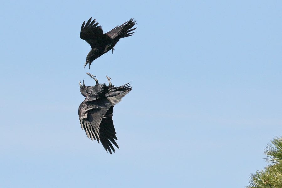Bird of the Week – Common Ravens – Pajarito Environmental Education Center