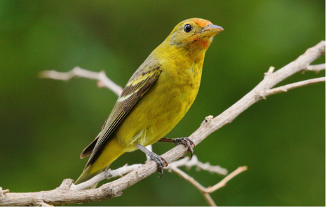 Bird of the Week – The Western Tanager – Pajarito Environmental ...