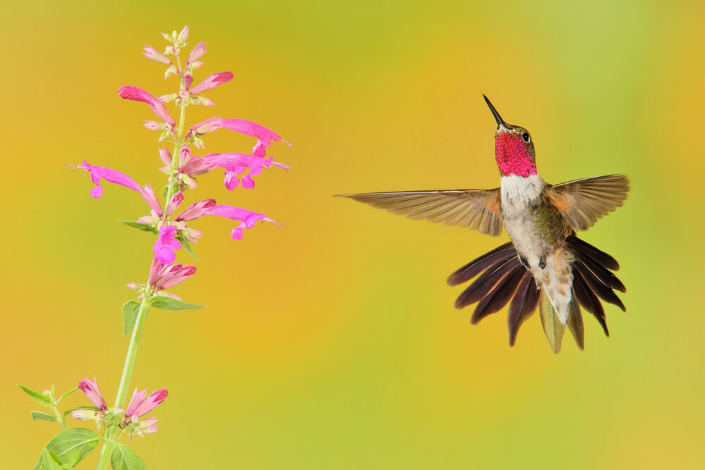 Bird of the Week – The Broad-tailed Hummingbird – Pajarito ...