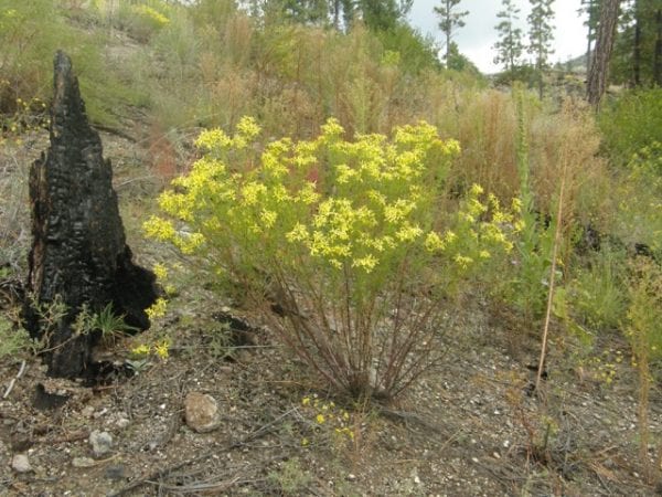 Wildflower of the Week by Chick Keller – Pajarito Environmental ...
