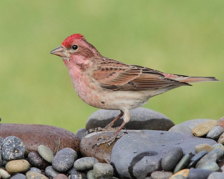 Bird of the Week – The Cassin’s Finch – Pajarito Environmental ...