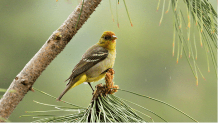 Bird of the Week — The Western Tanager – Pajarito Environmental ...