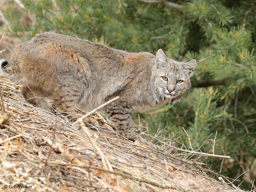 Bobcat-Bob-Walker – Pajarito Environmental Education Center