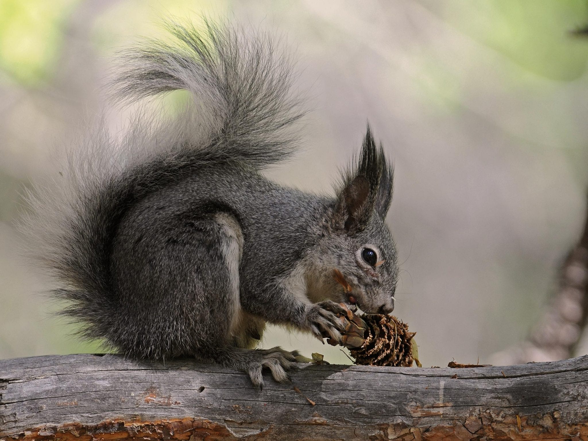 Tree Squirrels: Natural Distancers – Pajarito Environmental Education ...