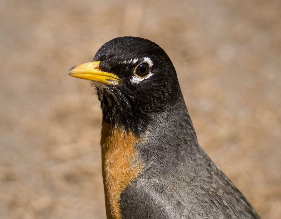 Ravenous Robins – Pajarito Environmental Education Center