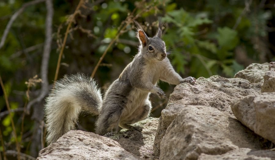 Tree Squirrels: Natural Distancers – Pajarito Environmental Education ...
