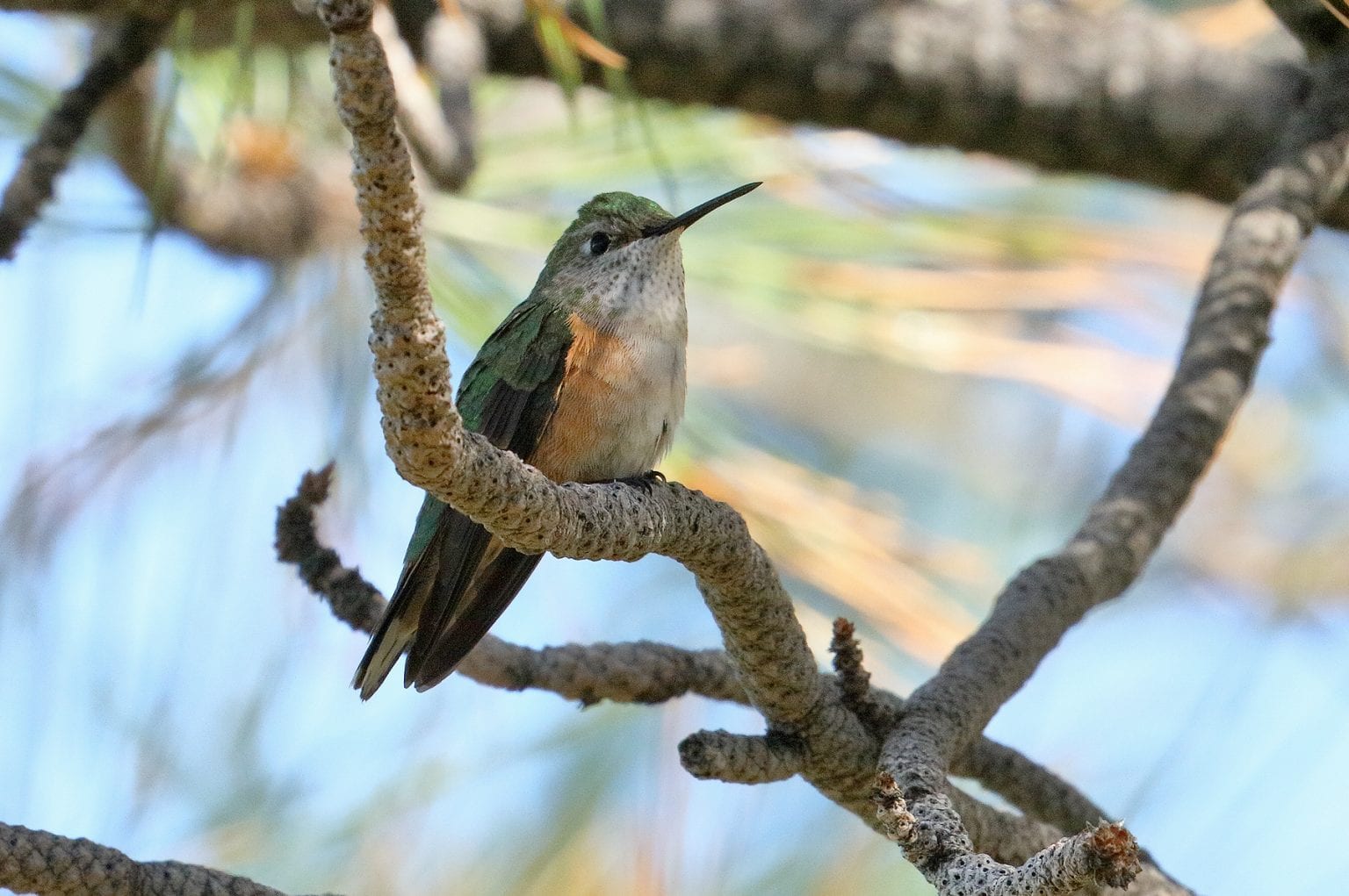The 20 Most Common Birds of Los Alamos County – Pajarito Environmental ...