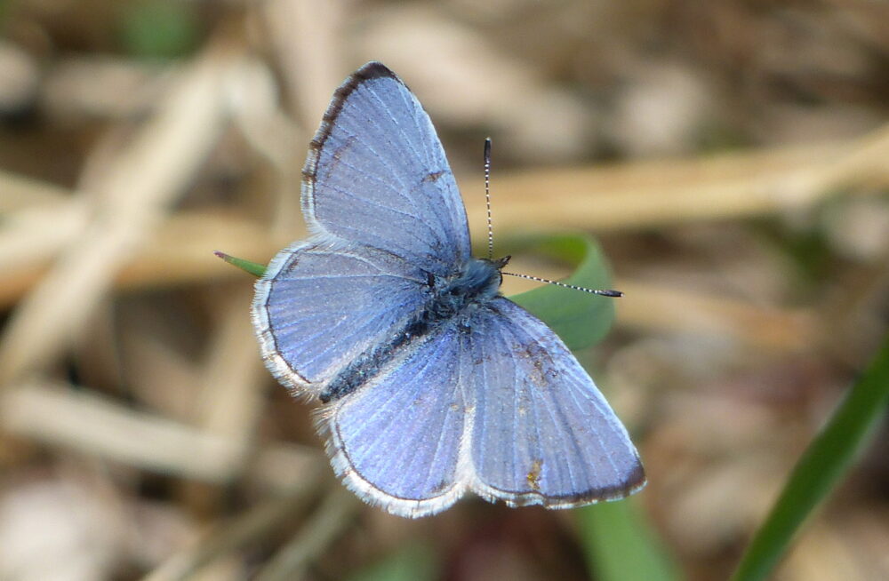 Pollinators Spring into Action – Pajarito Environmental Education Center