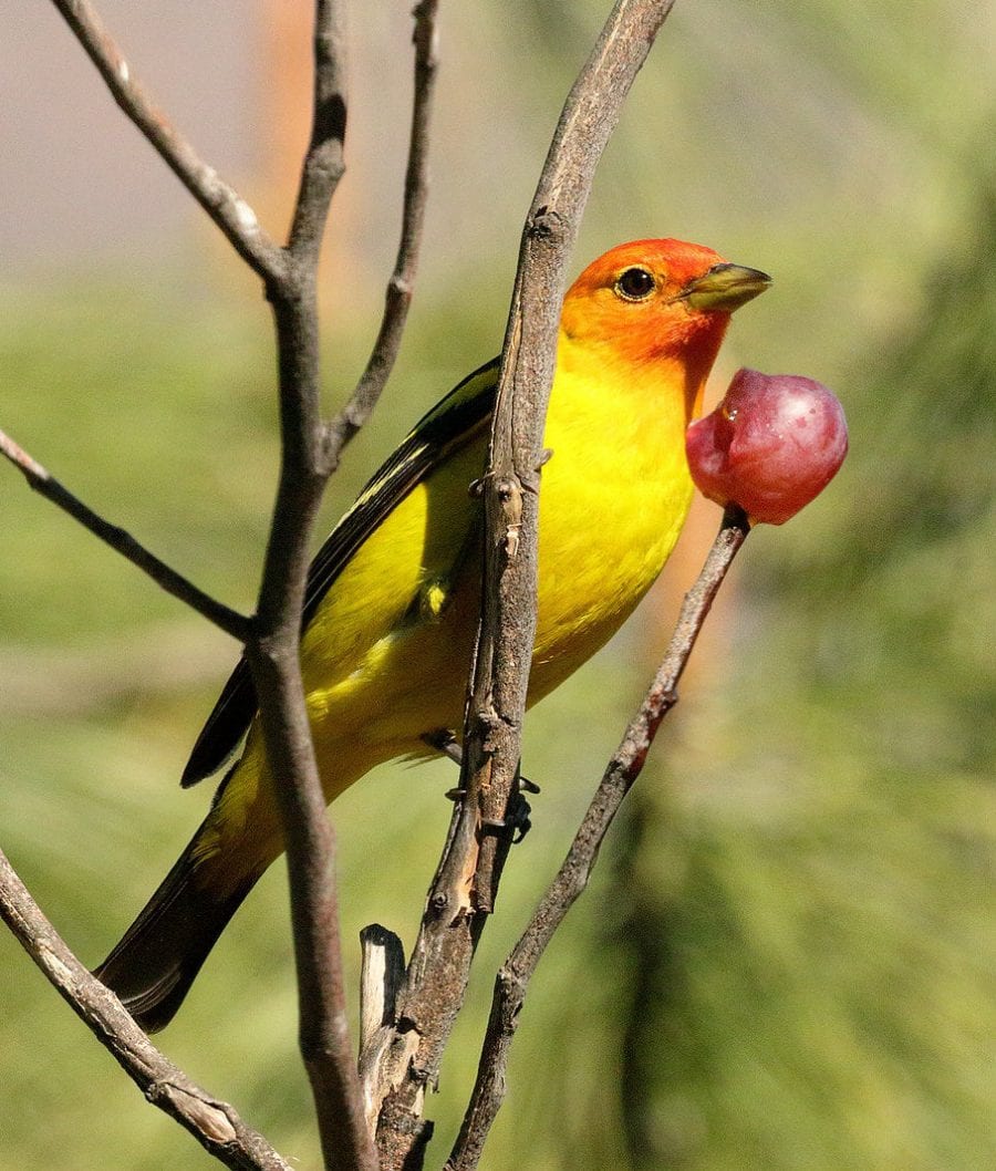 Celebrating Our Local Environment on the Pajarito Plateau – Pajarito ...
