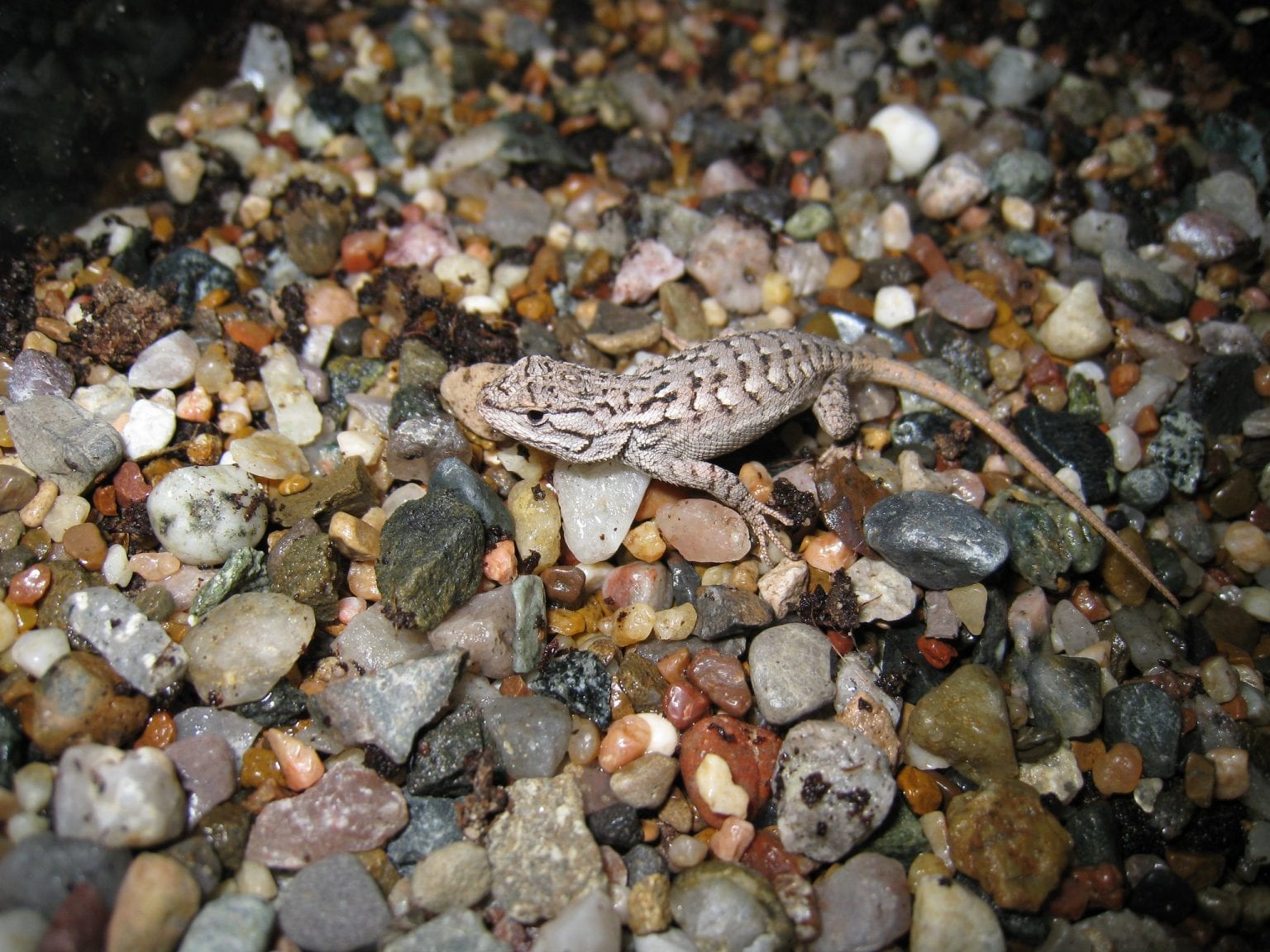 Lizards Basking in Spring – Pajarito Environmental Education Center
