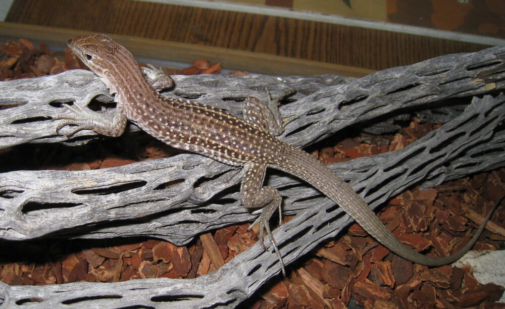 Lizards Basking in Spring – Pajarito Environmental Education Center