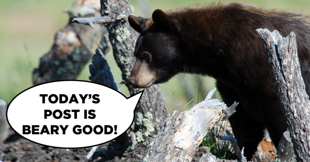 Week 3, Day 4: Bears in Spring – Pajarito Environmental Education Center