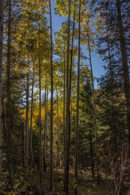 Lifestyles of High-Elevation Trees – Pajarito Environmental Education ...