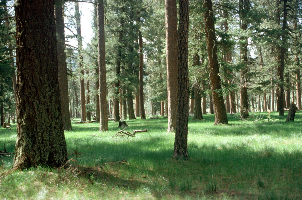 The Rugged Ponderosa Pine – Pajarito Environmental Education Center