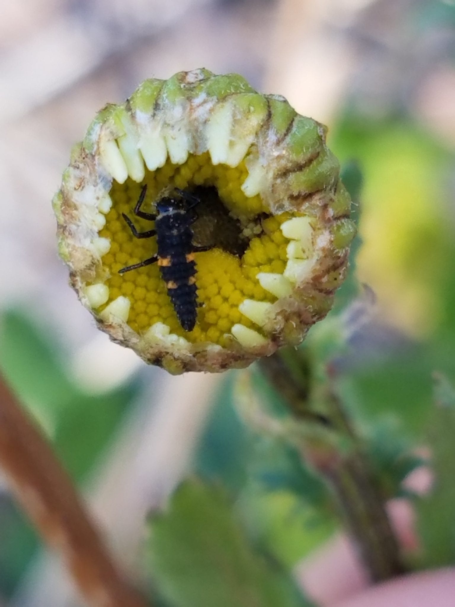 The Life Cycle of the Ladybug – Pajarito Environmental Education Center