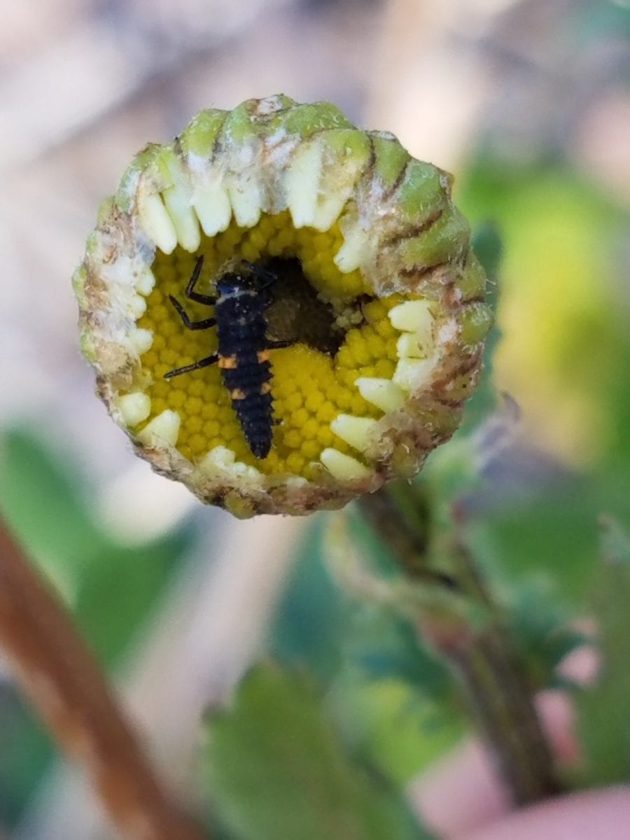 The Life Cycle of the Ladybug – Pajarito Environmental Education Center