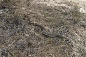 Staying Safe Around Rattlesnakes – Pajarito Environmental Education Center