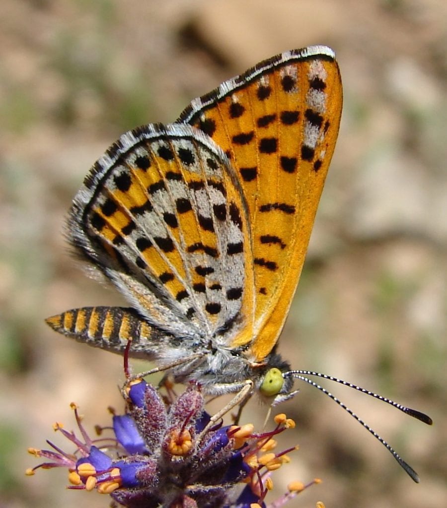 Butterflies of New Mexico: The Metalmarks (Riodinidae) – Pajarito ...