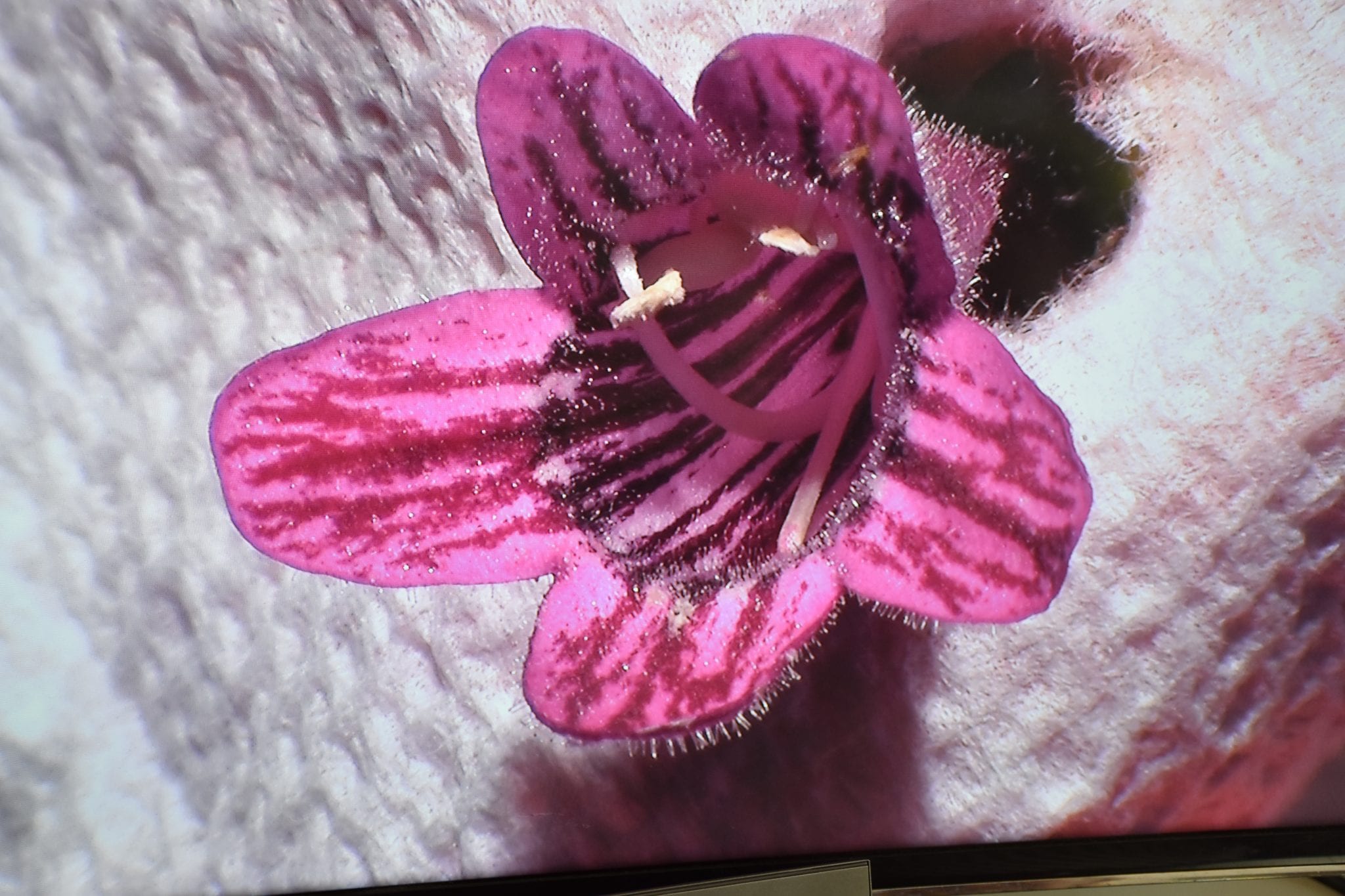 Penstemons and Pollinators – Pajarito Environmental Education Center