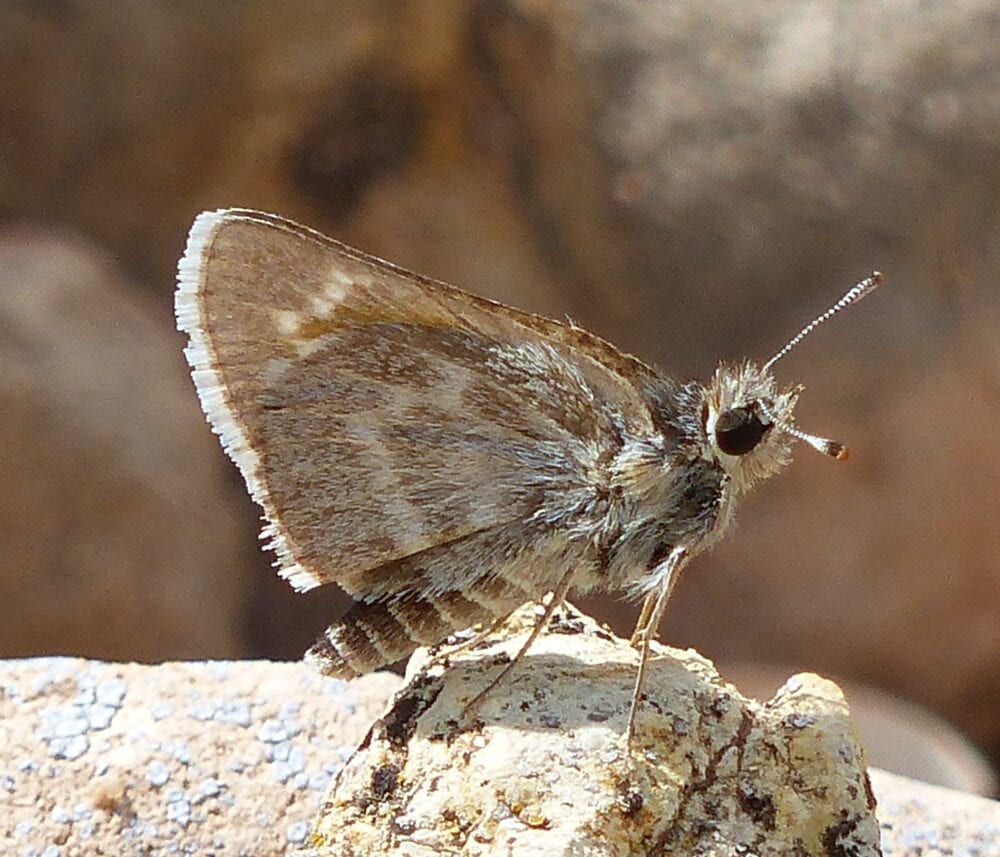 Gimme a Simius – Pajarito Environmental Education Center