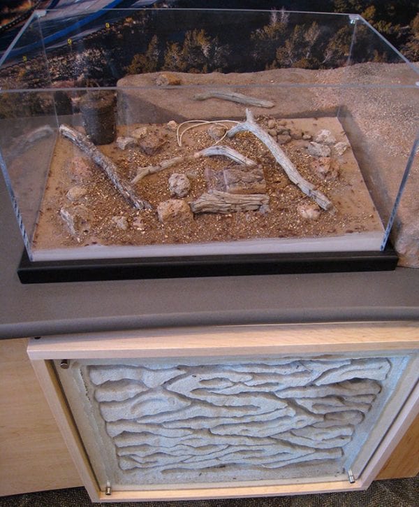 Awesome Ants – Pajarito Environmental Education Center