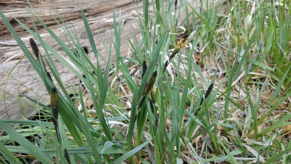 Riparian Restoration in Los Alamos County – Pajarito Environmental ...