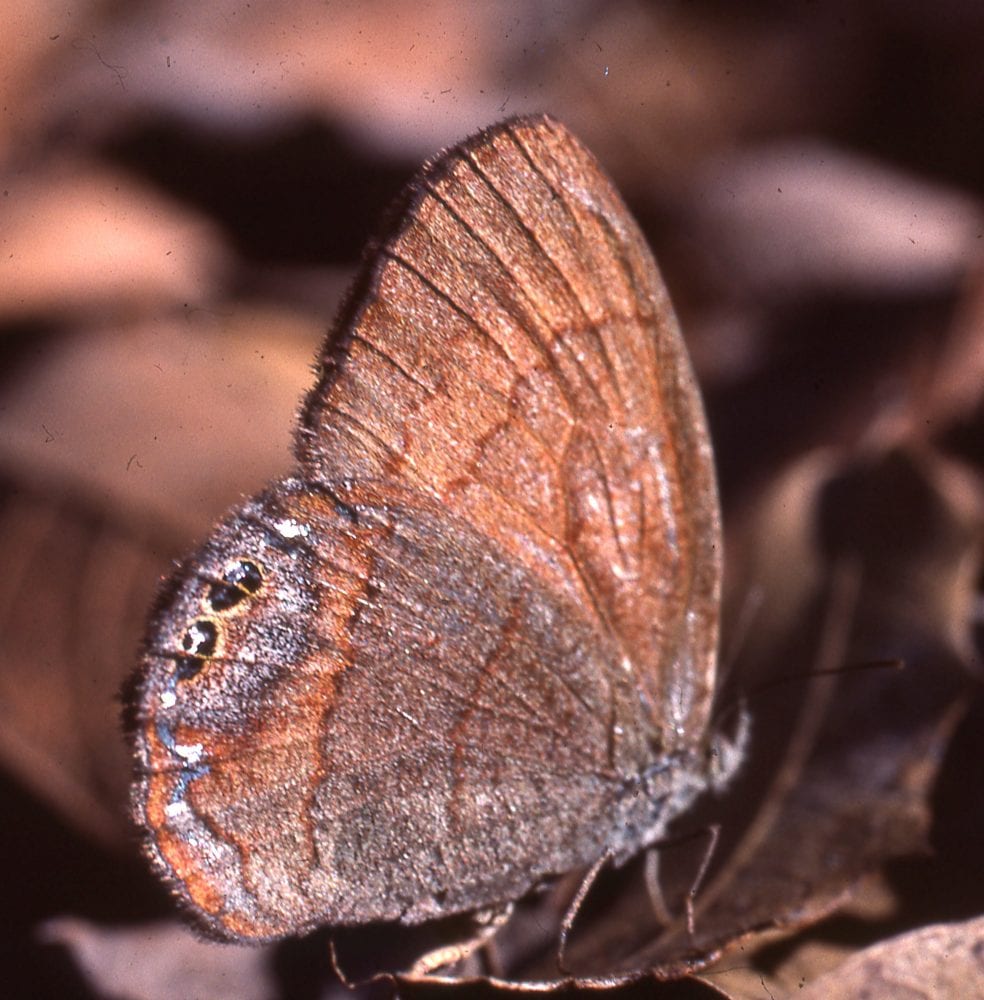 Butterflies of New Mexico: The Brushfoots X: The Satyrs (Nymphalidae ...