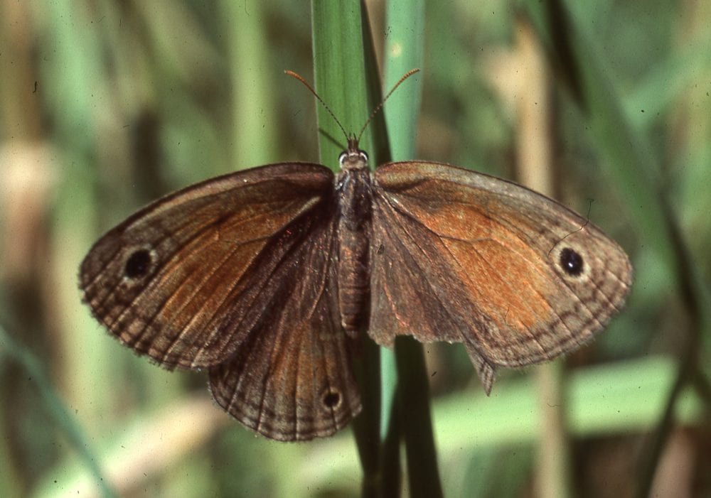 Butterflies of New Mexico: The Satyrs (Nymphalidae: Satyrinae ...
