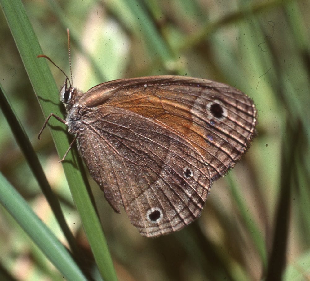 Butterflies of New Mexico: The Satyrs (Nymphalidae: Satyrinae ...