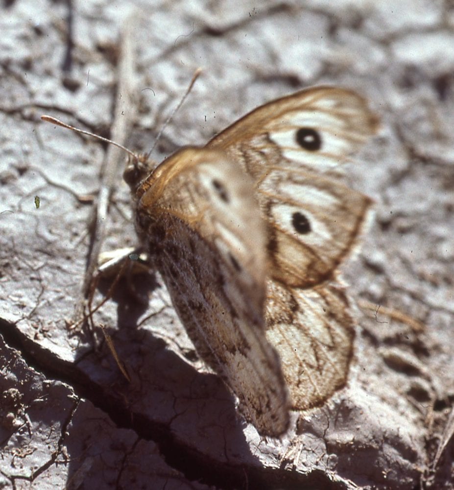 Butterflies of New Mexico: The Brushfoots X: The Satyrs (Nymphalidae ...