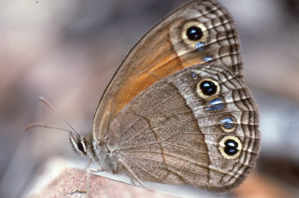 Butterflies of New Mexico: The Satyrs (Nymphalidae: Satyrinae ...