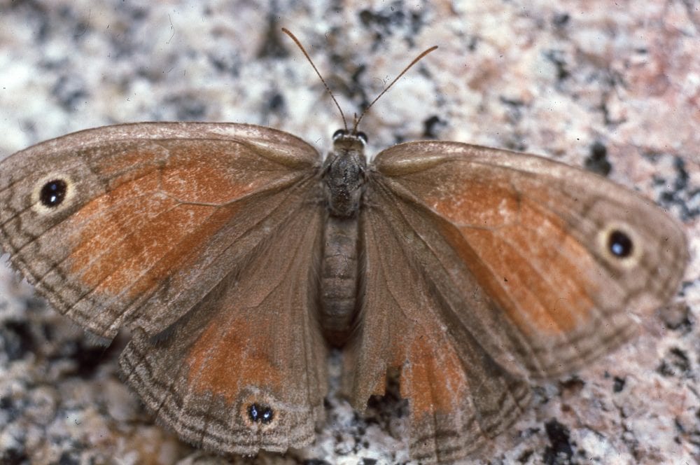 Butterflies of New Mexico: The Brushfoots X: The Satyrs (Nymphalidae ...
