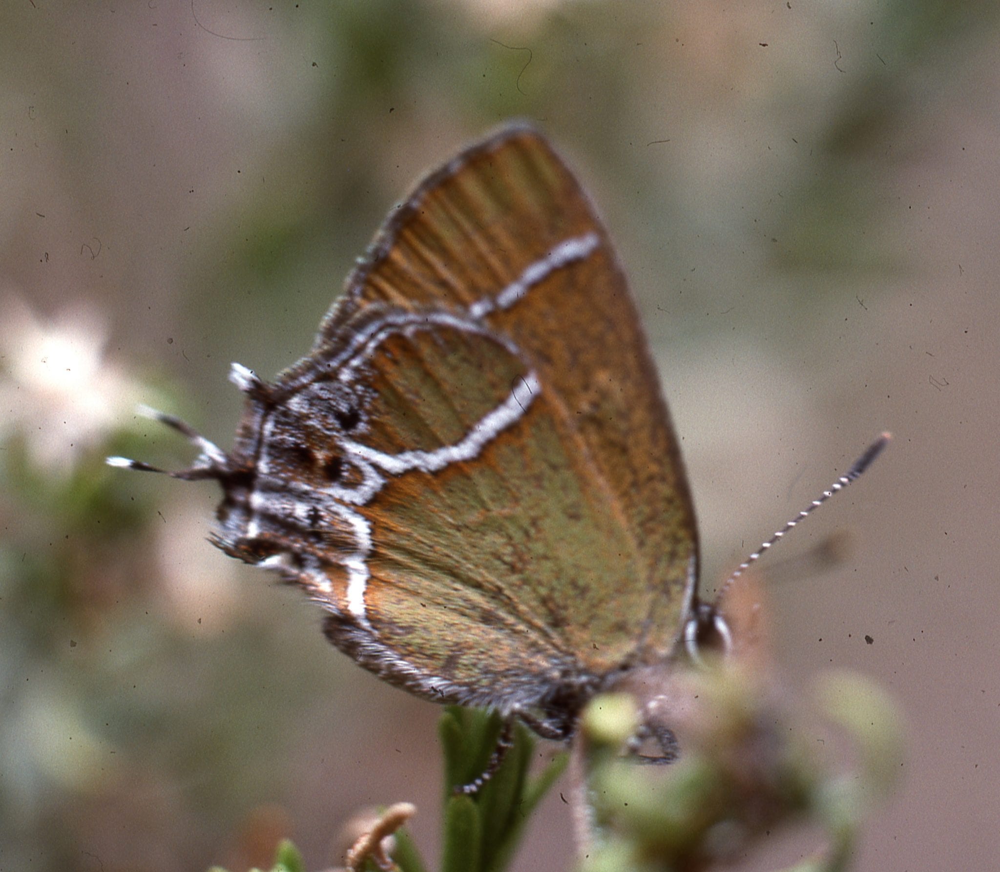 Butterflies of New Mexico: The Gossamerwings II: The Hairstreaks ...