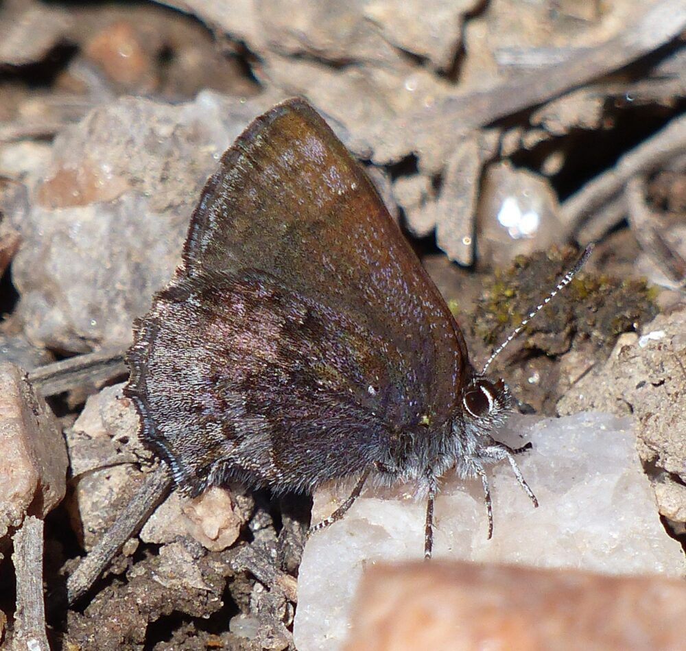 Butterflies of New Mexico: The Gossamerwings II: The Hairstreaks ...