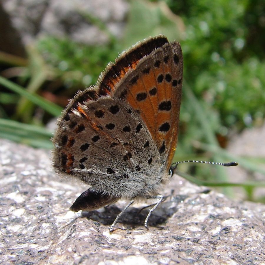 Butterflies of New Mexico: The Gossamerwings I: The Coppers (Lycaenidae ...