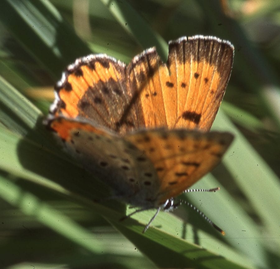Butterflies of New Mexico: The Gossamerwings I: The Coppers (Lycaenidae ...