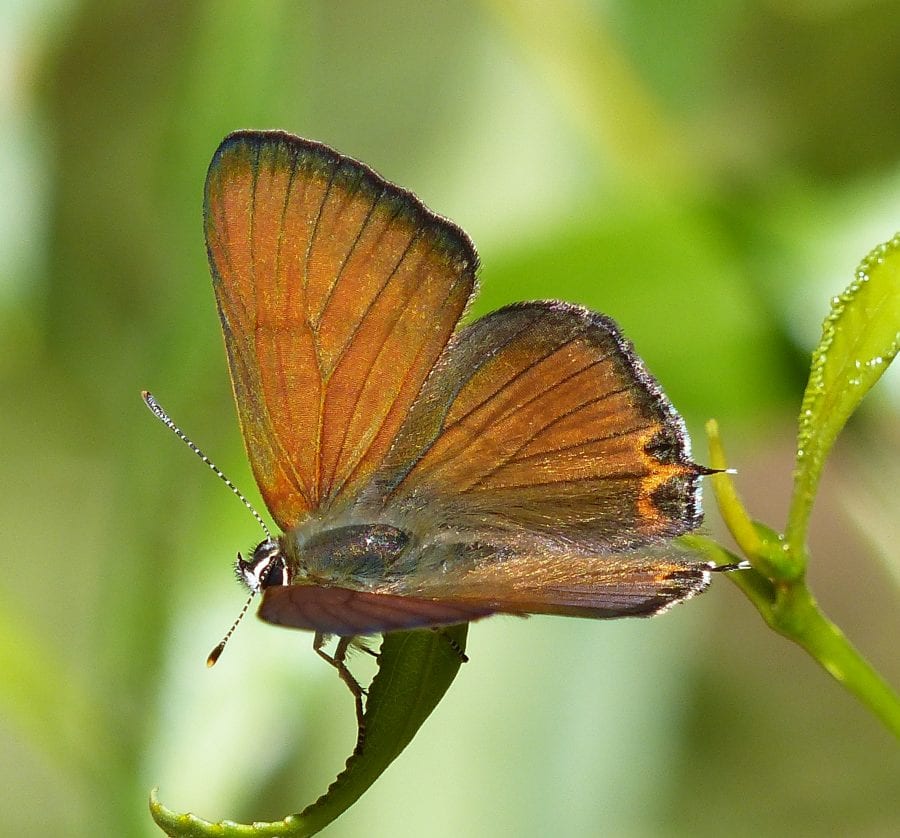Butterflies of New Mexico: The Gossamerwings I: The Coppers (Lycaenidae ...