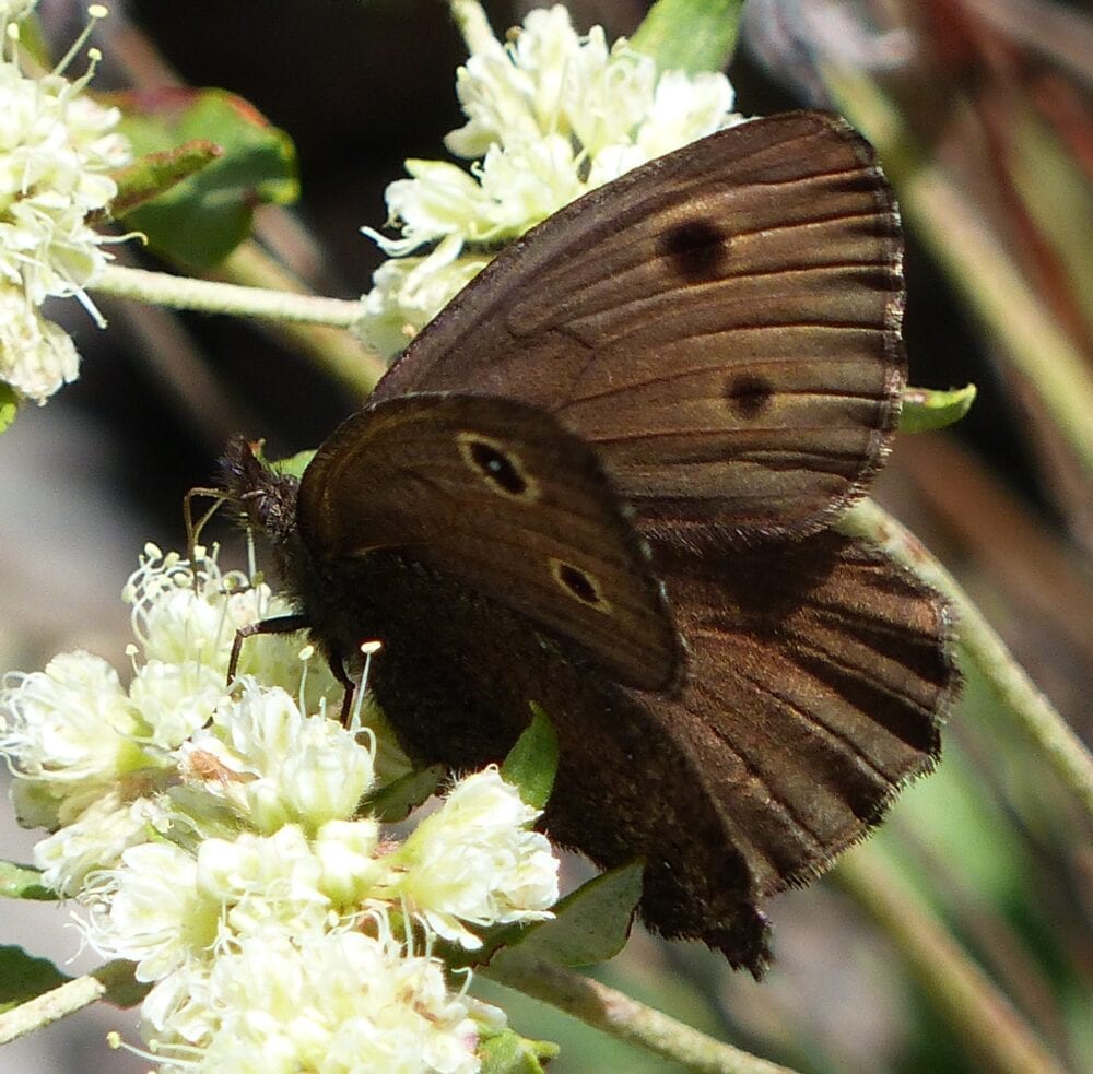 Butterflies of New Mexico: The Satyrs (Nymphalidae: Satyrinae ...