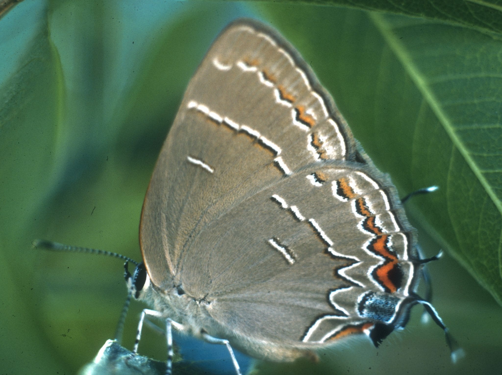 Butterflies of New Mexico: The Gossamerwings II: The Hairstreaks ...