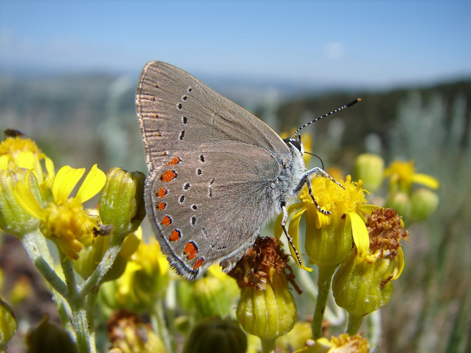 Butterflies of New Mexico: The Gossamerwings II: The Hairstreaks ...